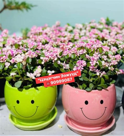 Цэцэгчин Ээжүүд таримал цэцгийн дэлгүүр Цэцэгт мэндчилгээ Цэцэг