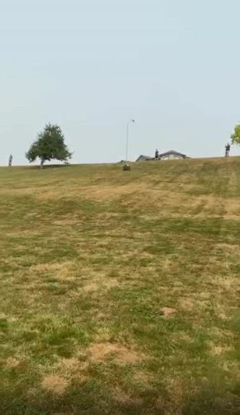 The Only Tree Tumbex