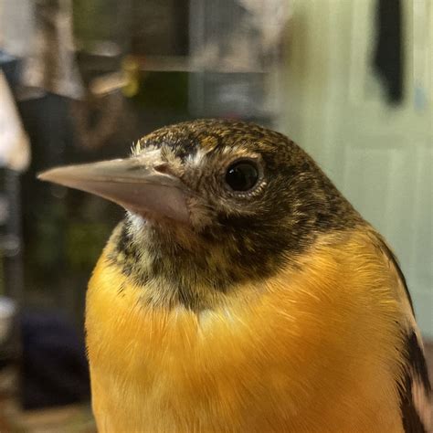 Welcome Clementine Bird Center Of Michigan