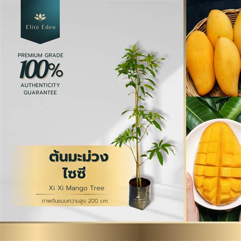 ต้นมะม่วงไซซี สูง 150 200 Cm ต้นใหญ่ สายพันธุ์จากประเทศไต้หวัน เมล็ดลีบบางมาก ติดผลง่าย
