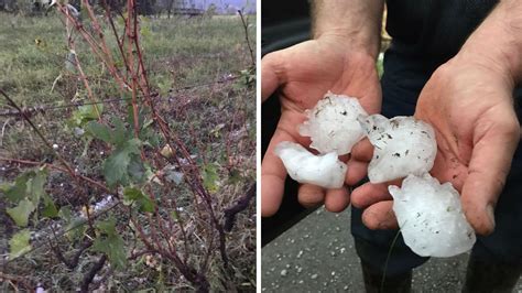 სახელმწიფო მზადაა კახეთში სეტყვით დაზიანებული ყურძენი შეისყიდოს — ღვინის ეროვნული სააგენტო