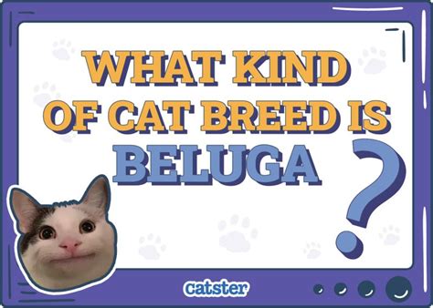10 Famous Tiktok Cats Iconic Cat Influencers In 2025 Catster