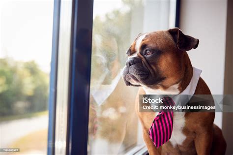 사무실 창 밖으로 찾고 칼라와 넥타이를 입고 사업가로 옷을 입고 불독 강아지 개에 대한 스톡 사진 및 기타 이미지 개 넥타이 0명 Istock
