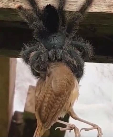 Goliath Bird Eating Tarantula Eating A Bird Photos Of Theraphosidae