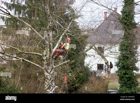 Tree Surgeon Hanging From Ropes In The Crown Of A Tree Using A Chainsaw To Cut Branches Down