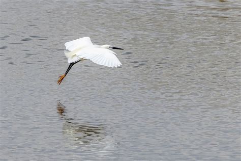 Premium Photo Little Egret Egretta Garzetta
