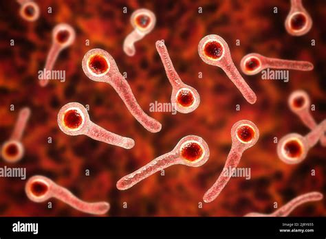 Tetanus Bacteria Labeled