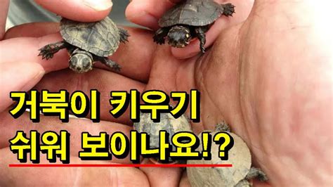 [ 거북이씨 ] 거북이 키우기 쉬워 보이나요 Youtube
