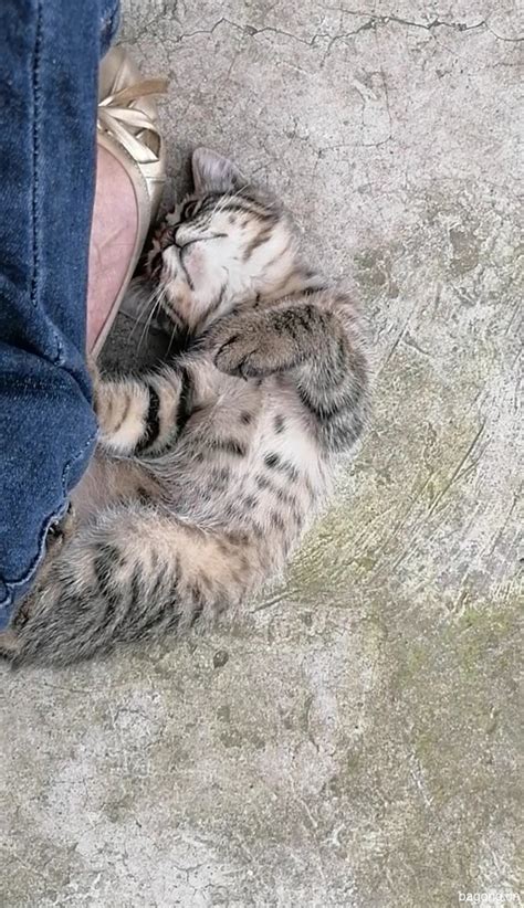 小狸花求收养 领养猫咪