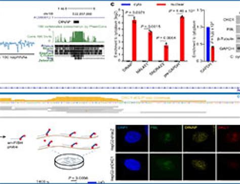 Longcell Single Cell And Spatial Alternative Splicing Analysis With Nanopore Long Read