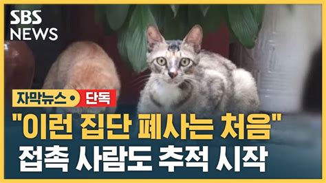 단독 국내 첫 고양이 집단 폐사감염 경로 추적 중 자막뉴스 Sbs Youtube