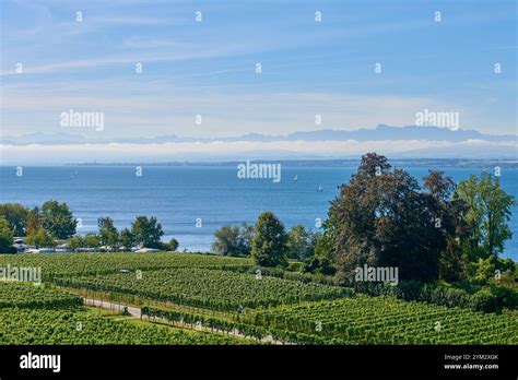 Breathtaking Bodensee Panorama Featuring Alpine Peaks Vineyards And