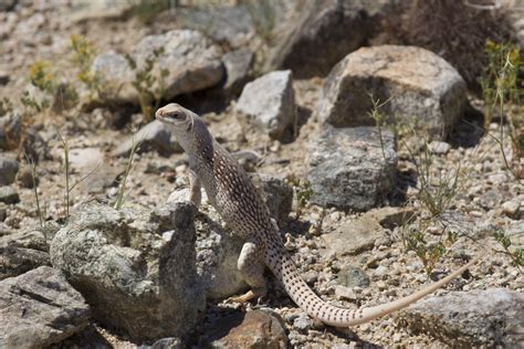 Desert Iguana Habitat