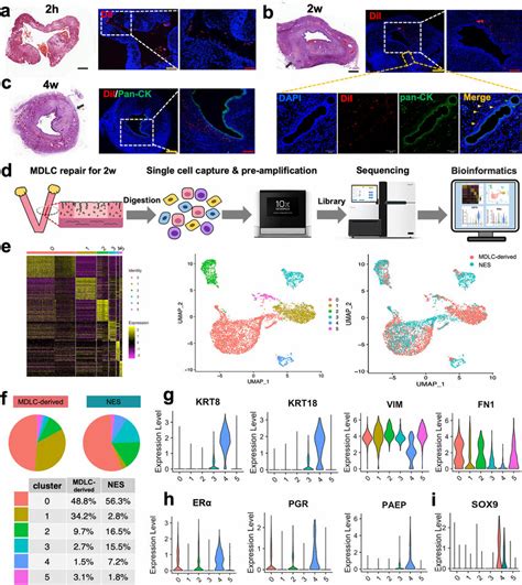 Cell Fate Tracing And Scrna Seq Analysis Of Hpsc Derived Mdlcs In Situ Download Scientific