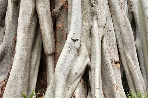 줄기와 큰 나무 뿌리 나무 뿌리가 바닥에 서로 얽혀 있습니다 나무 뿌리가 바닥에 서로 얽혀 있습니다 0명에 대한 스톡 사진 및 기타 이미지 Istock