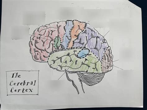 Cerebral Cortex Diagram Quizlet