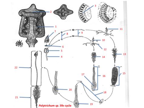 [solved] Please Label The Life Cycle Of The True Moss Polytrichum Spp Course Hero