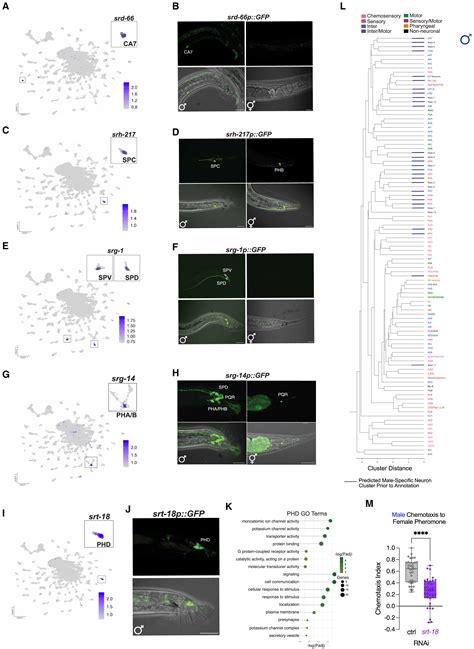 Single Nucleus Neuronal Transcriptional Profiling Of Male C Elegans Uncovers Regulators Of Sex