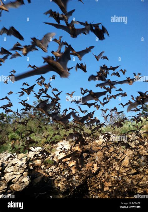 Mexican Free Tailed Bats Swarm Out At Dusk From The Davis Ranch Blowout