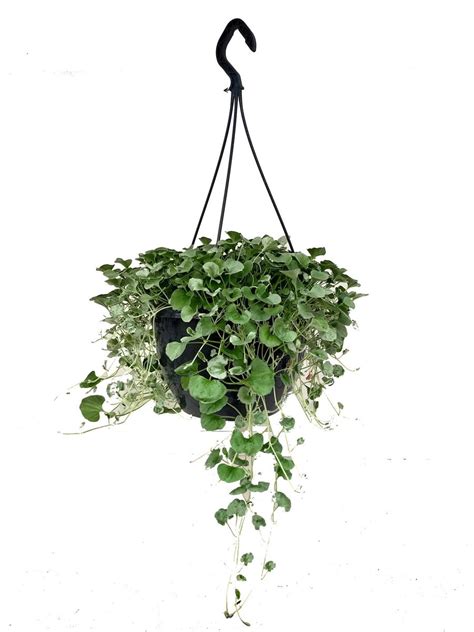 Dichondra Argentea Silver Falls — Plant Wholesale Floraccess