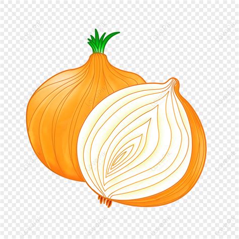 양파 일러스트야채성분 Png 일러스트 무료 다운로드 Lovepik