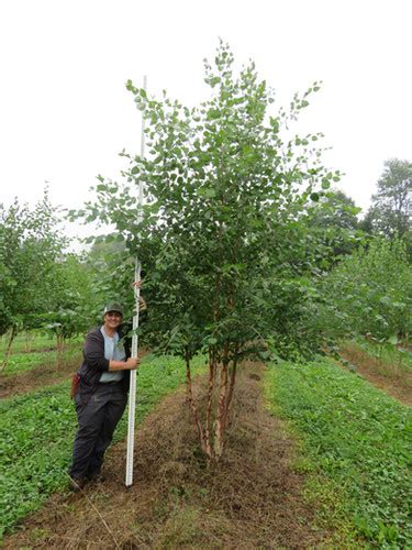 Betula Nigra River Birch Regular Editor