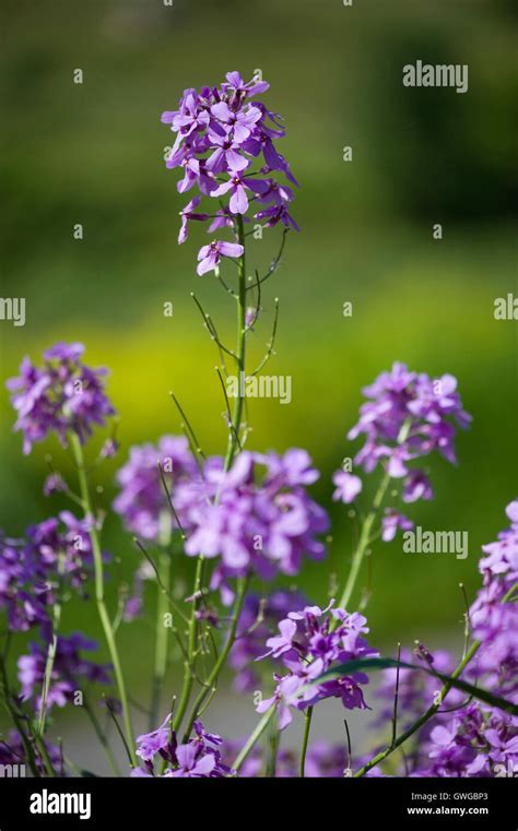 Sweet Rocket Dames Rocket Hesperis Matronalis Flowering Stalks