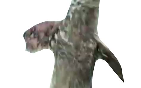 Tylosaurus Takes One Eye By Dracoawesomeness On Deviantart