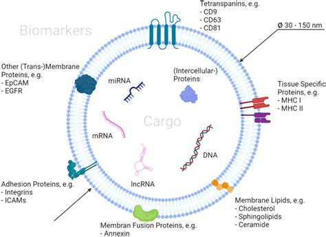 [pdf] Microfluidic Approaches For Affinity Based Exosome Separation Semantic Scholar