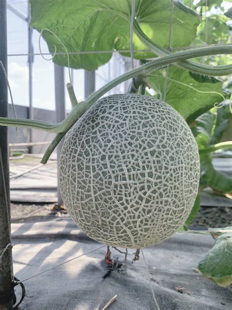 永靖鄉農會 中秋送禮好首選！ 🍈🍈🍈🍈🍈🍈🍈🍈