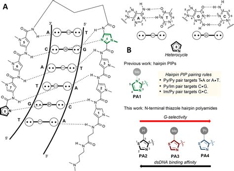 A General Binding Mode Of Hairpin Polyamides B Structures Of Download Scientific Diagram