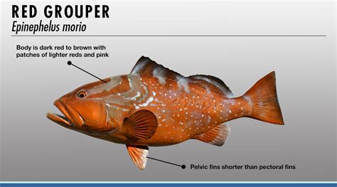 Frouper Identifier