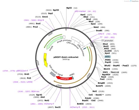 Addgene Pdest Dok1 Mscarlet