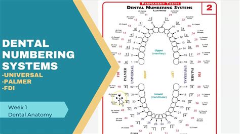 Universal Tooth Numbering System Chart