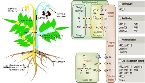 Schematic Representation Of Organic And Inorganic Nitrogen N