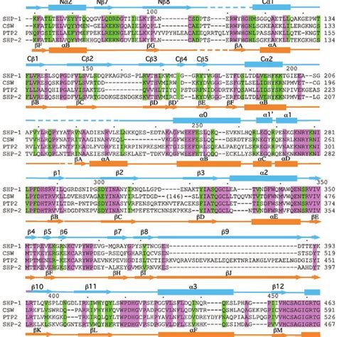Sequence Alignment And Secondary Structure Element Assignments For Shps