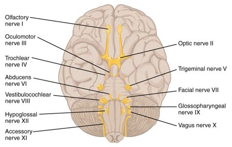 De Nervus Abducens CN VI Craniale Zenuwen Tombouctou