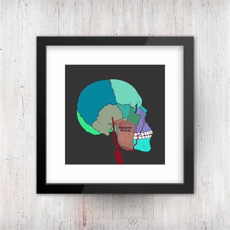 Vascularity Skull Masseter Muscle Print Wall Print Anatomy