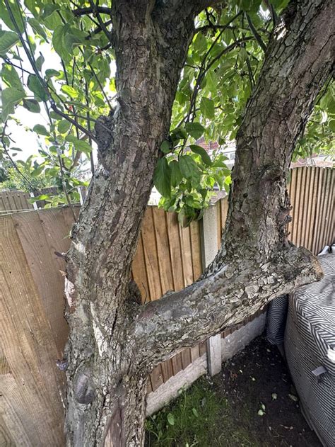 Old Apple Tree Trunk Issue Rfruittree