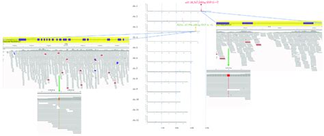 Causative Snp For Hd16 In Koshihikari Sd1hd16 Bc 8 F 2 In Both Download Scientific Diagram