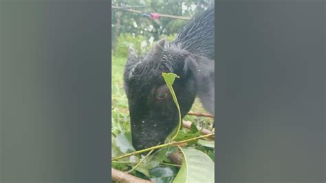 দেশি ছাগল Youtube