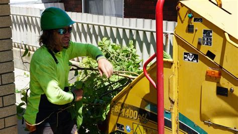 Tree Lopping Perth Joondalup Tree Removal From