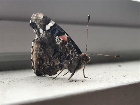 When You Touch A Moth Does It Die At Jennifer Cormier Blog