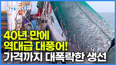 비싸서 못 먹던 생선이 때아닌 풍어에 가격까지 대폭락 가을 아닌 겨울에 역대급 대풍어 맞은 물고기┃수온 변화 어부도 놀랐다┃출항만 하면 만선 목포 먹갈치잡이┃극한직업