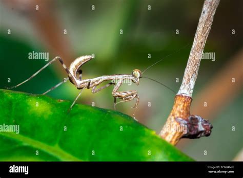 Tiny Brown Praying Mantis Nymph Sitting Hunting Cape Town South