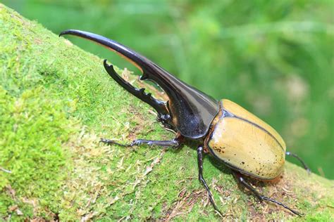 10 Of The Biggest Insects In The World