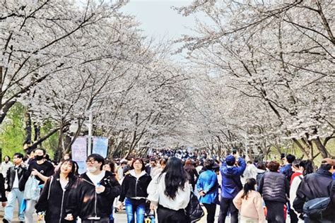 2024 인천대공원 범시민 벚꽃 축제