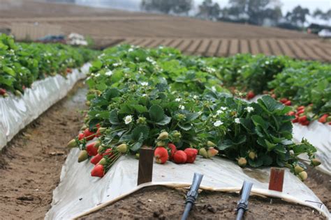Strawberry Pests Controlled By New Tools Fruit Growers News