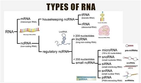 Types Of Rna Rna Microbiology Notes