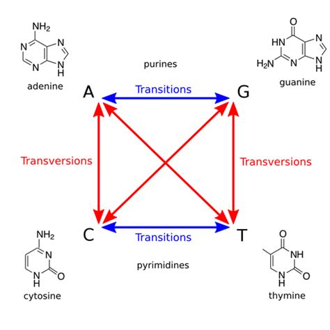 Rosalind Glossary Transition Transversion Ratio